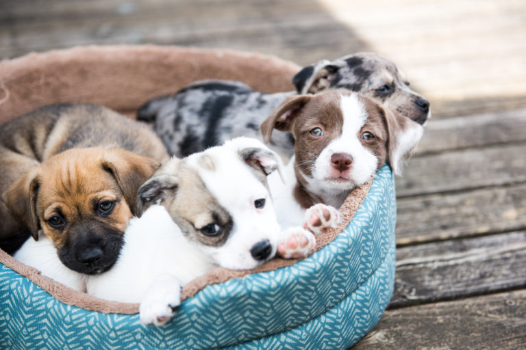 Les conseils pour adopter un chiot